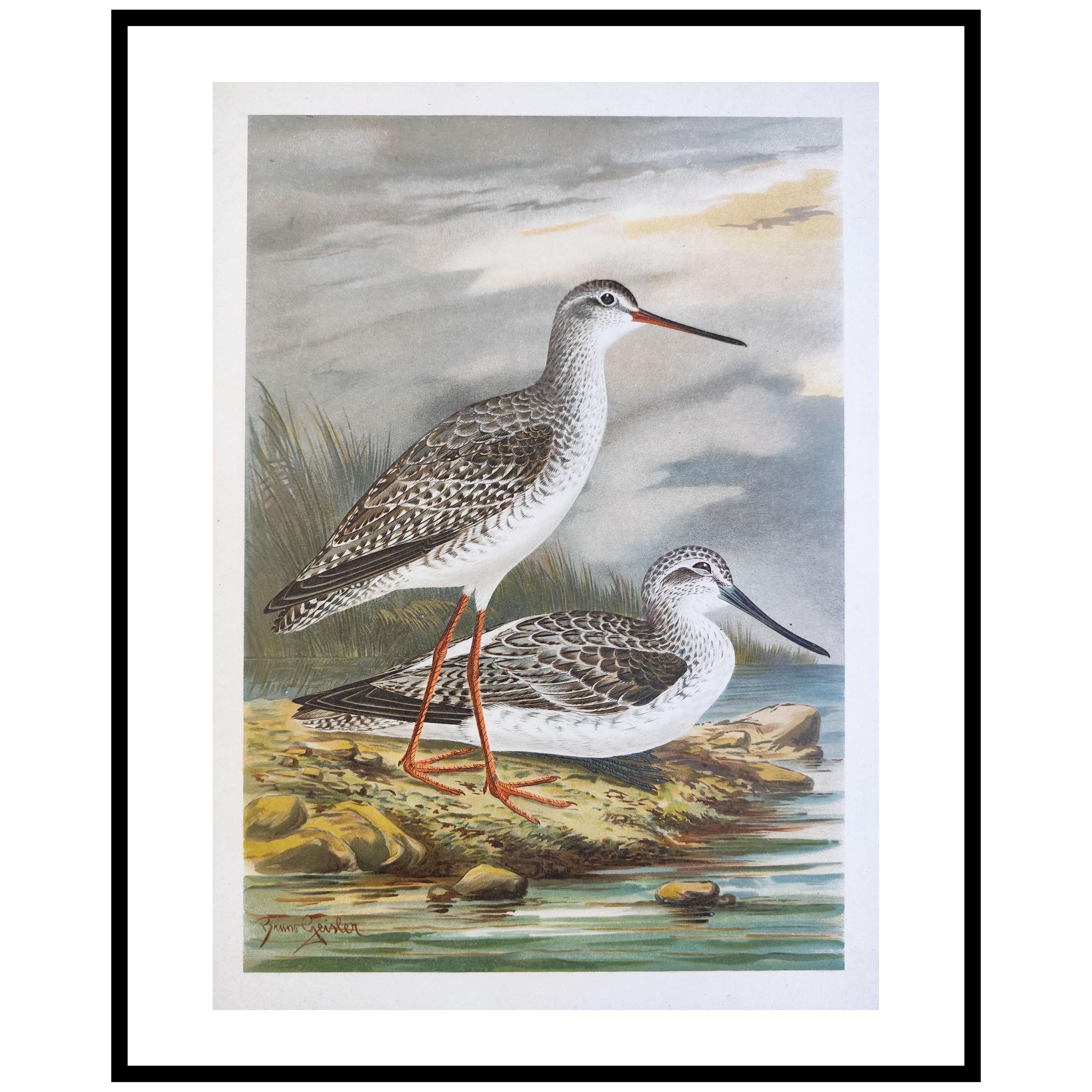 1898 Antique Spotted Redshanks Print Vintage Birdwatcher Gift Aquatic ...
