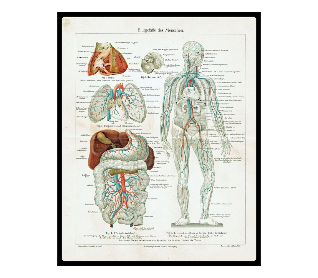 1903 Vintage Human Body Anatomy Print Vintage Physiology Print Original ...