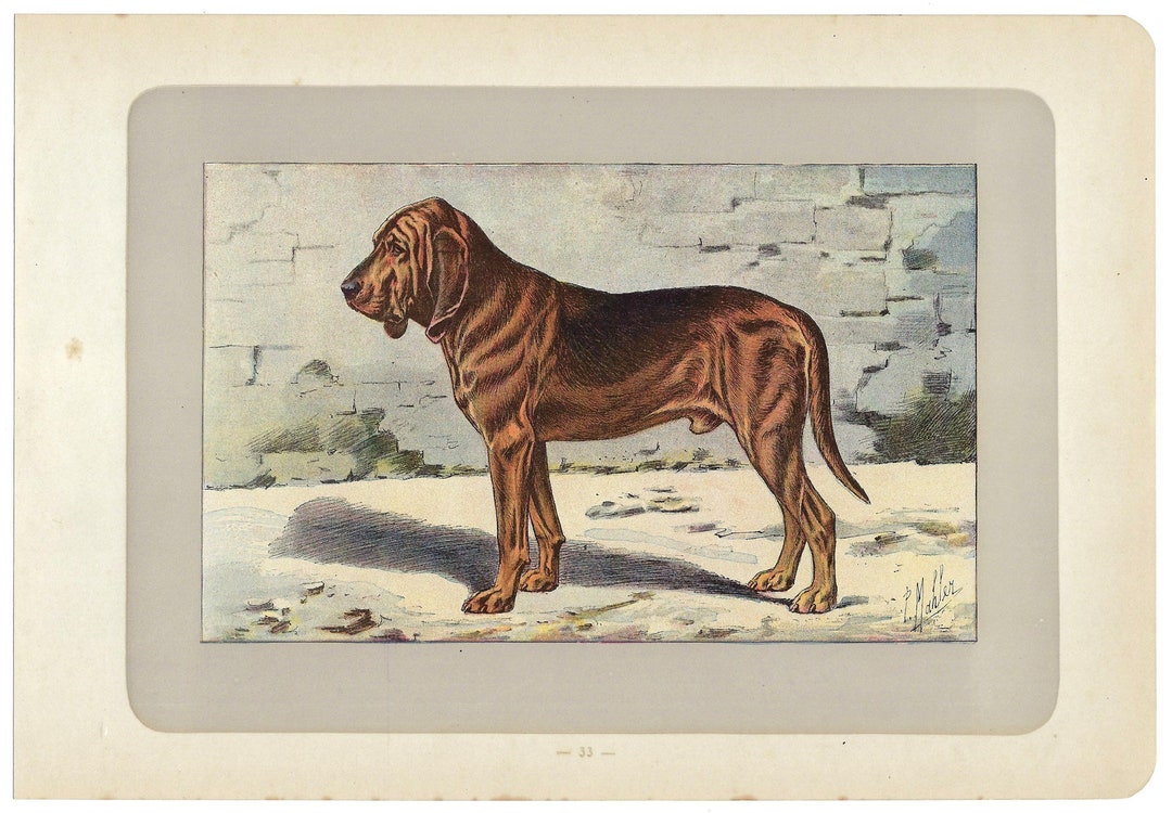 1907 BLOODHOUND, SAINT HUBERT Hound. Hound Dog Print. Original Antique ...