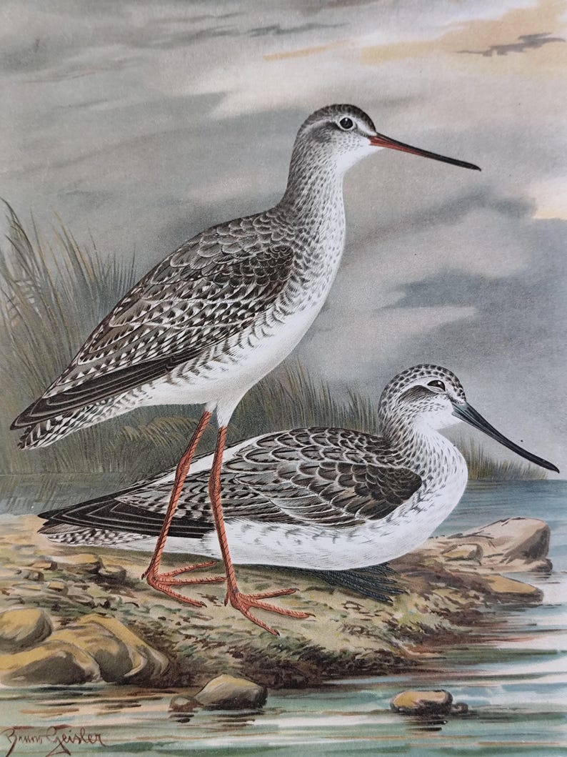 1898 Antique Spotted Redshanks Print Vintage Birdwatcher Gift Aquatic ...