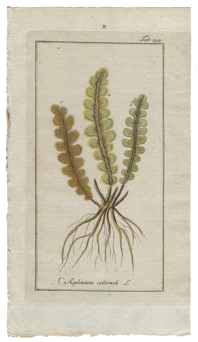 1796 ASPLENIUM CETERACH, Rustyback Fern, 18th Century Original Print ...