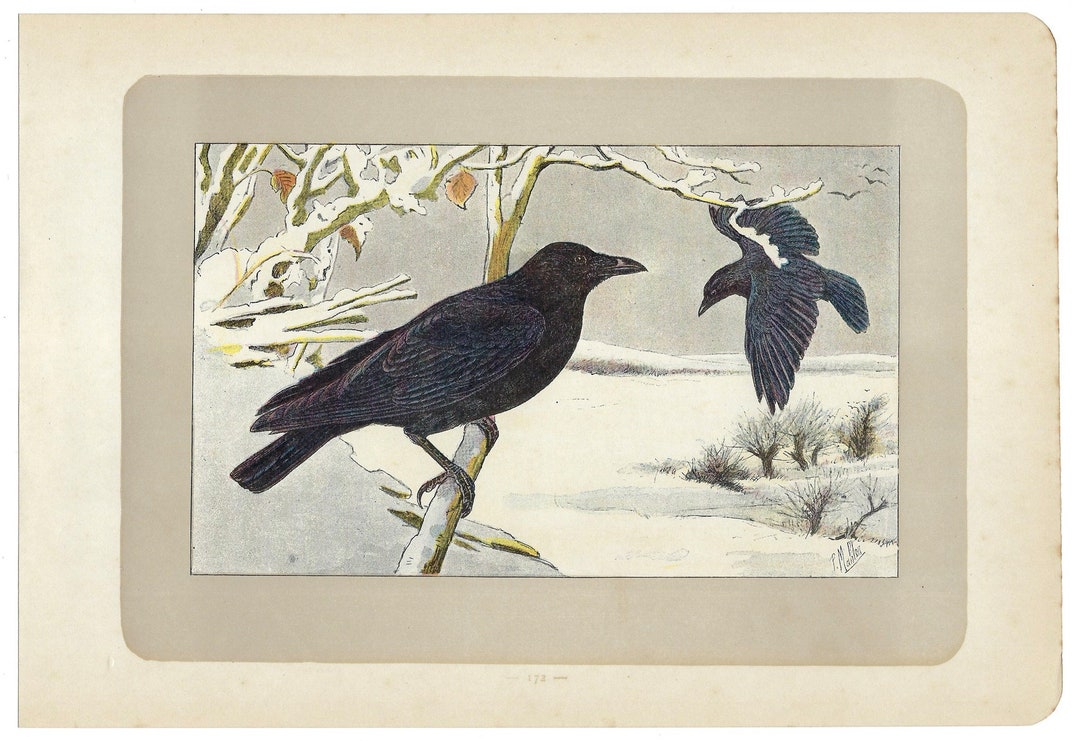 1907 CARRION CROW. Birds Antique Print. Corvidae Bird Lithograph. Wall ...