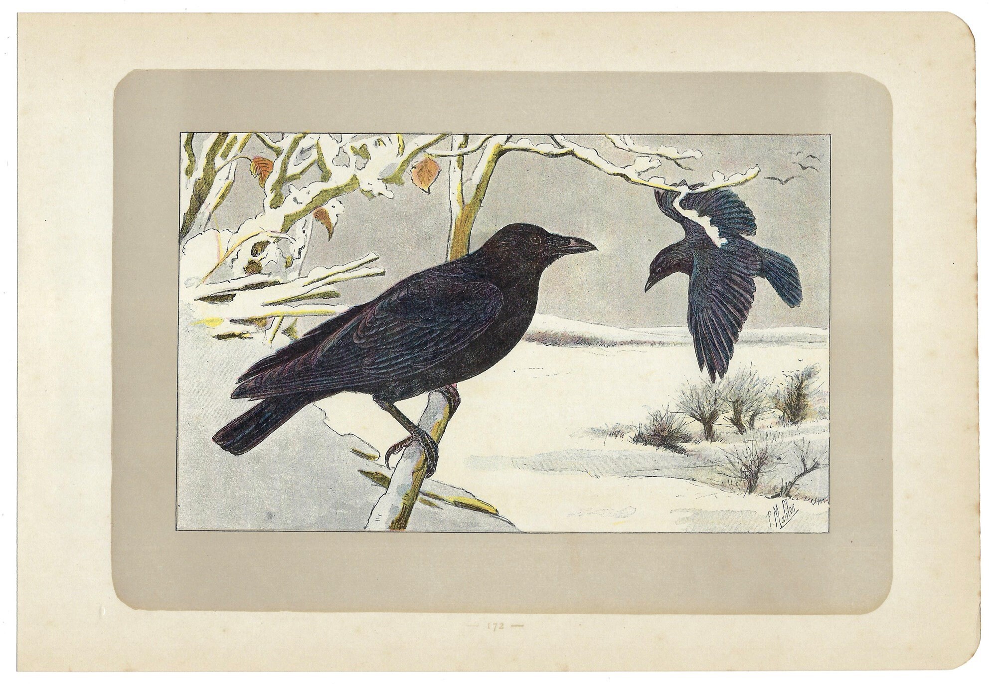 1907 CARRION CROW. Birds Antique Print. Corvidae Bird Lithograph. Wall ...