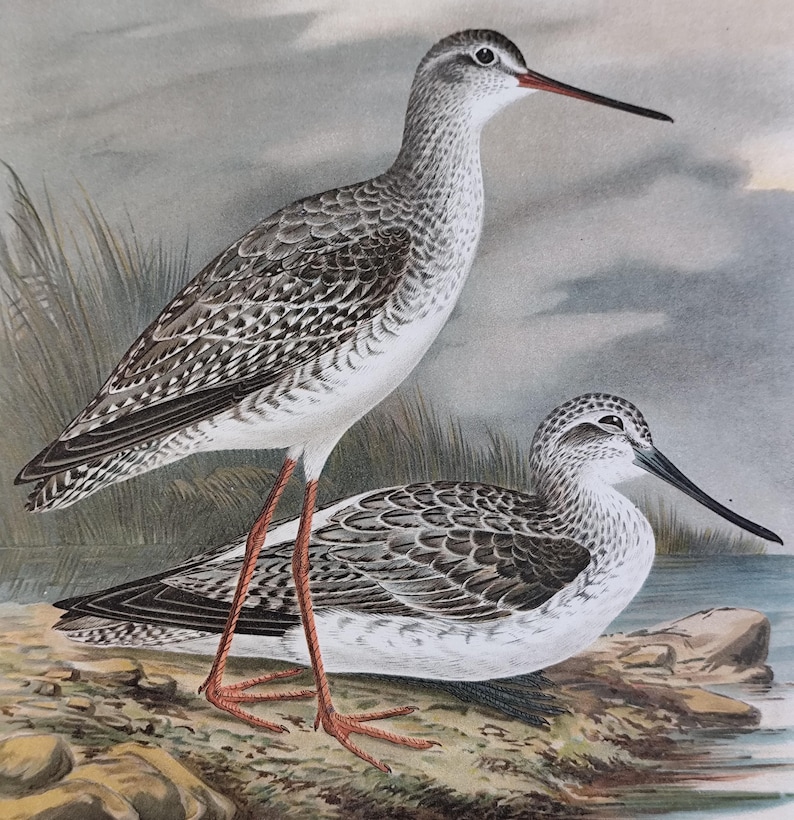 1898 Antique Spotted Redshanks Print Vintage Birdwatcher Gift Aquatic ...