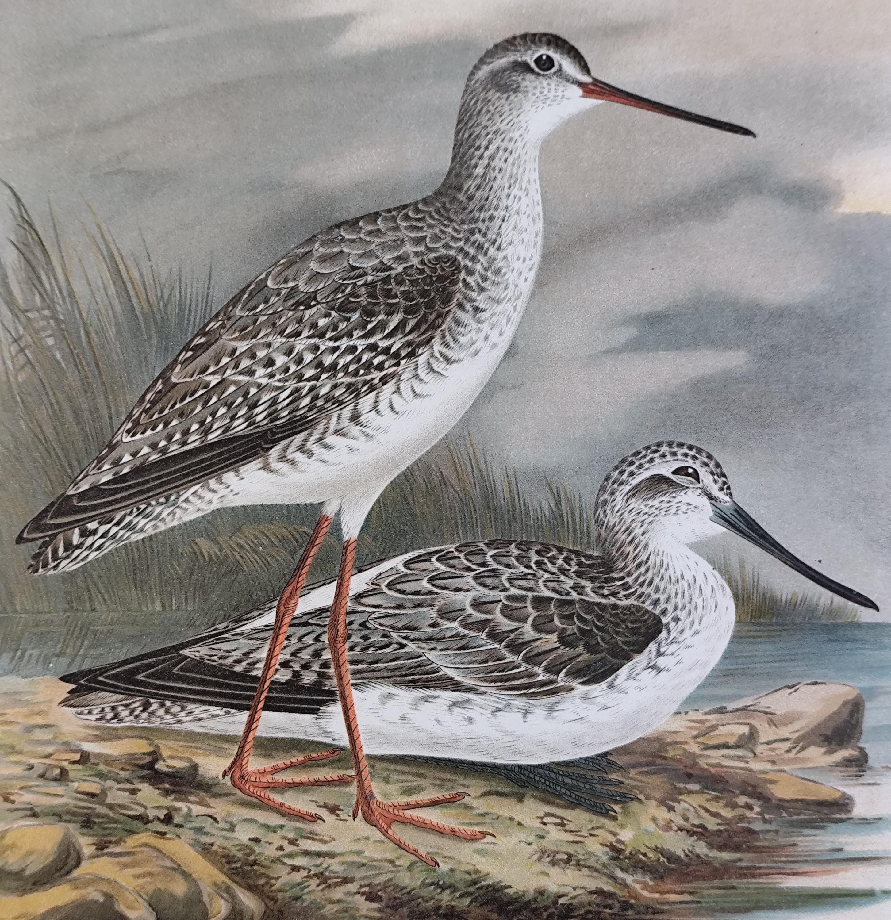 1898 Antique Spotted Redshanks Print Vintage Birdwatcher Gift Aquatic ...