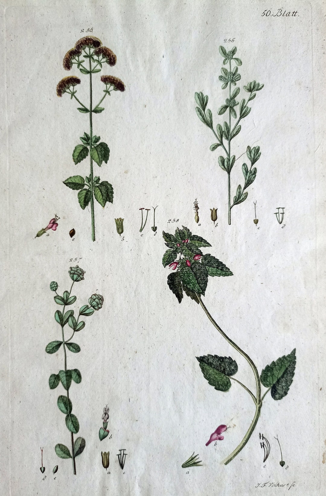 1804 Antique Original German Engraving 19th Century Hand Colored Botany ...