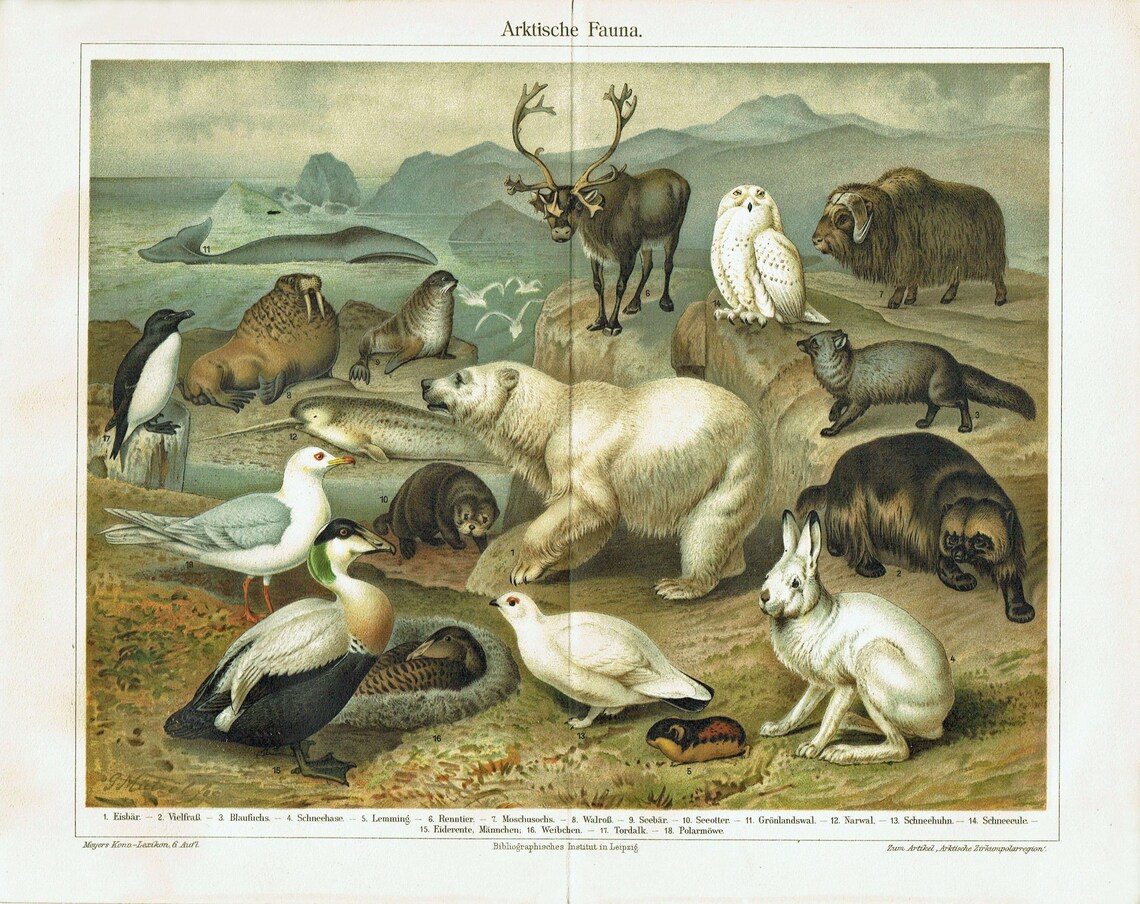 1903 Arctic Animals Print Ice Bear Reindeer Narwhal Muskox Lemming ...