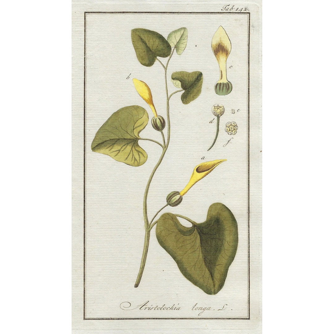 1796 ARISTOLOCHIA LONGA Original Botanical Engraving, 18th Century ...