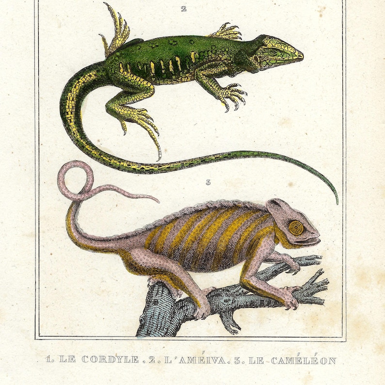 1836 Antique Chamaleon Print Hand Colored Lizard Print Vintage Reptile ...