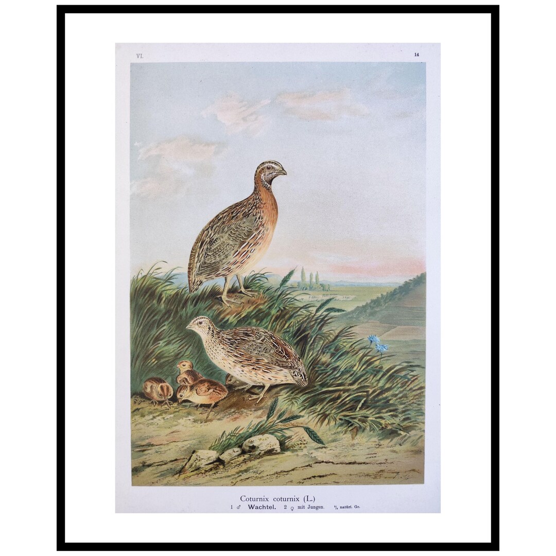 1898 Large Common Quail Print Vintage Game Bird Wall Art Antique ...