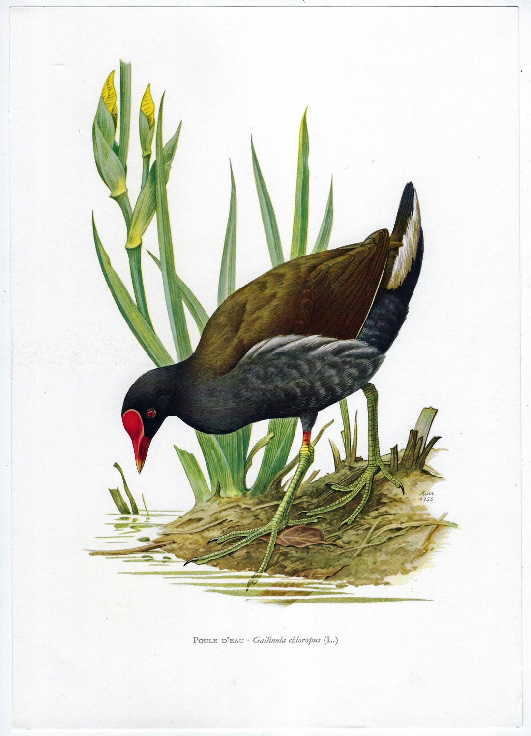 1960 Coot Bird Print Vintage Waterbird Wall Art Birding Decor Original ...
