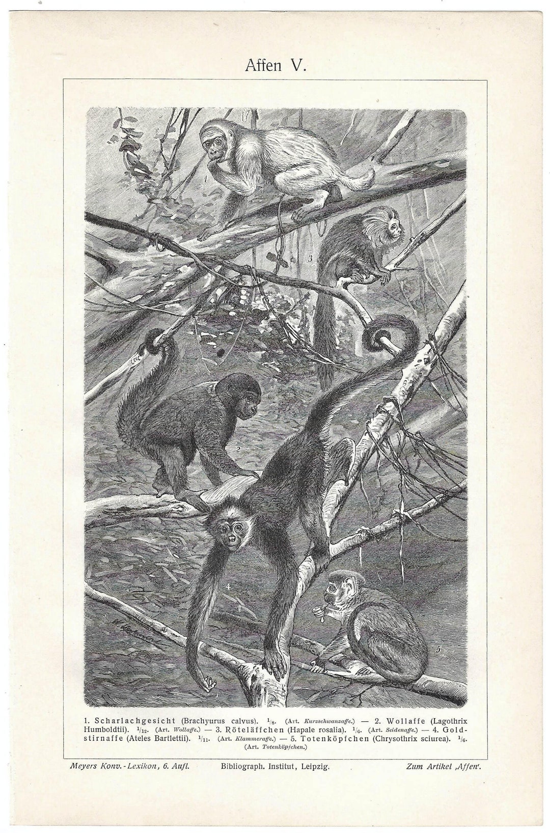 1903 Vintage Monkeys Print Golden-headed Tamarin Jungle Animals Antique ...
