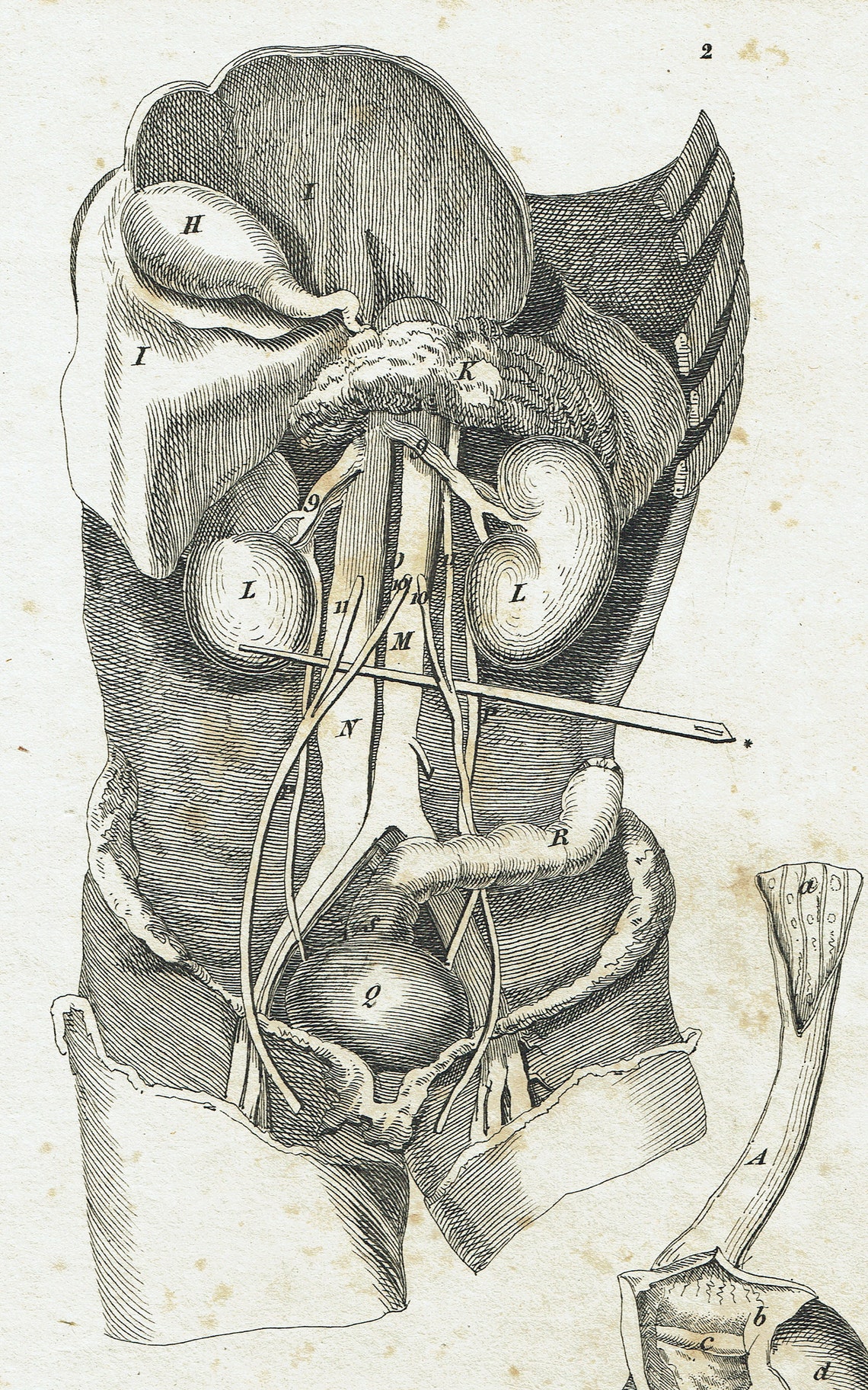 1828 Anatomical Print Antique Human Body Wall Art Anatomy Artwork ...