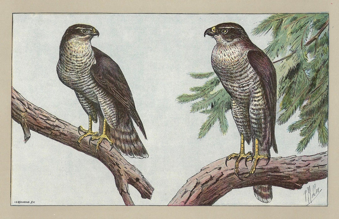 1907 Vintage GOSHAWK Print Falconry Wall Art Vintage Bird Print Old ...