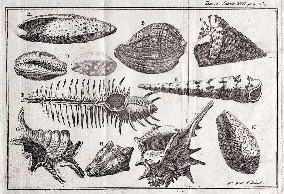 1735 Exotic Seashells Engraving Antique Conch Print Vintage Marine Life ...