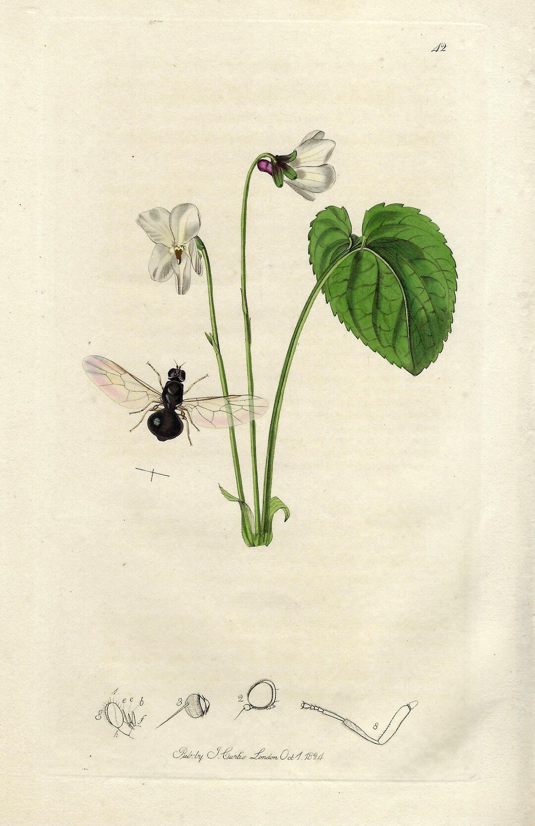 1824 Antique Bugs Print. Original Hand-colored Engraving. Insects and ...