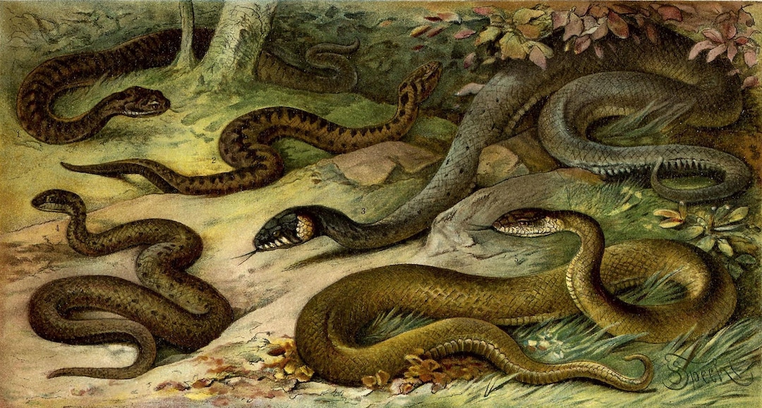 1903 Vintage Print of VENOMOUS SNAKES Antique VIPERS Lithograph ...
