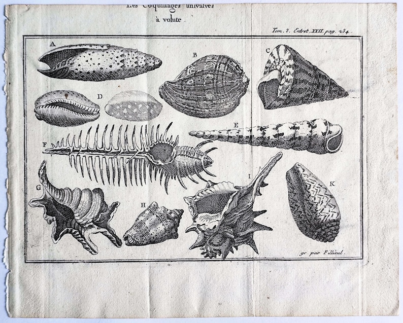 1735 Exotic Seashells Engraving Antique Conch Print Vintage Marine Life ...