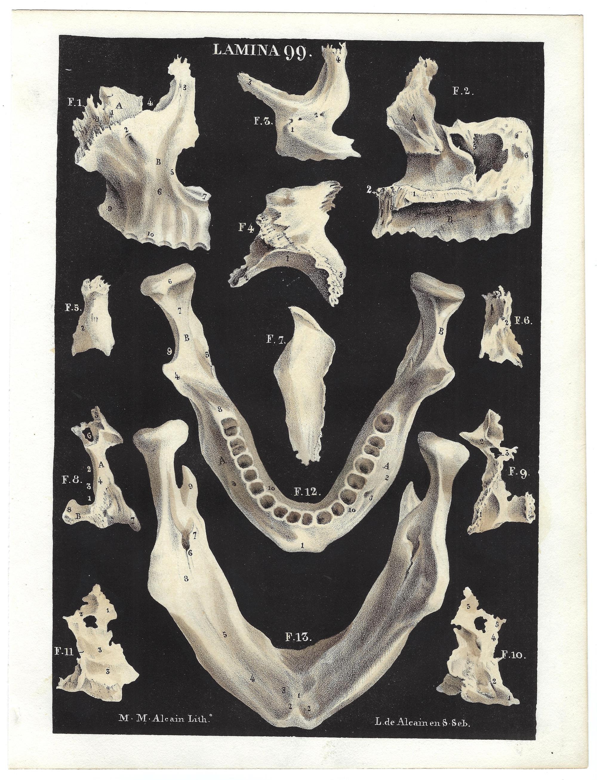 1844 ANATOMY, BONES of the Face, Original 19th Century Antique Print ...