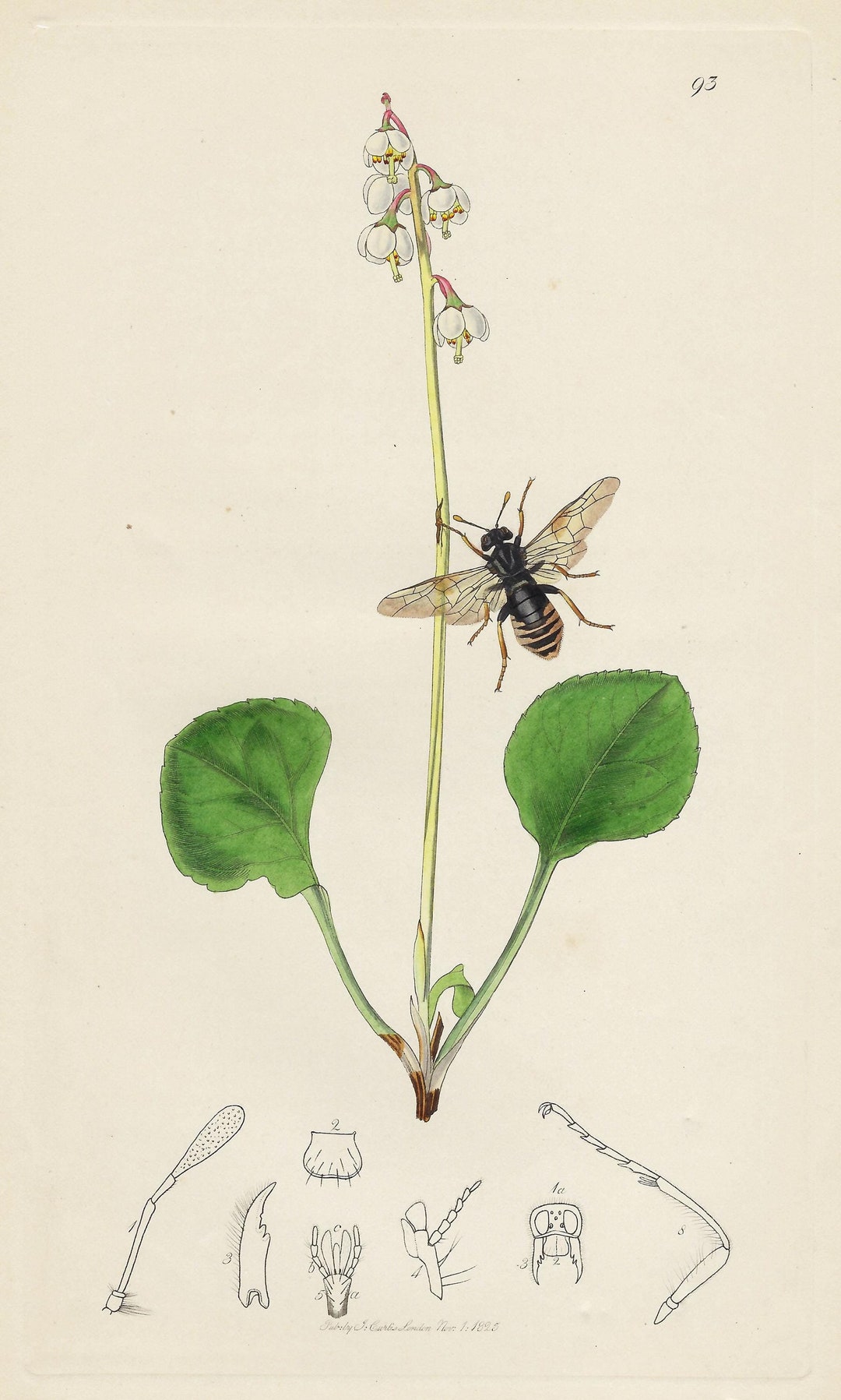 1825 - INSECT and FLOWERS Print Antique Engraving Botanical Print ...