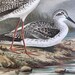 1898 Antique Spotted Redshanks Print Vintage Birdwatcher Gift Aquatic ...