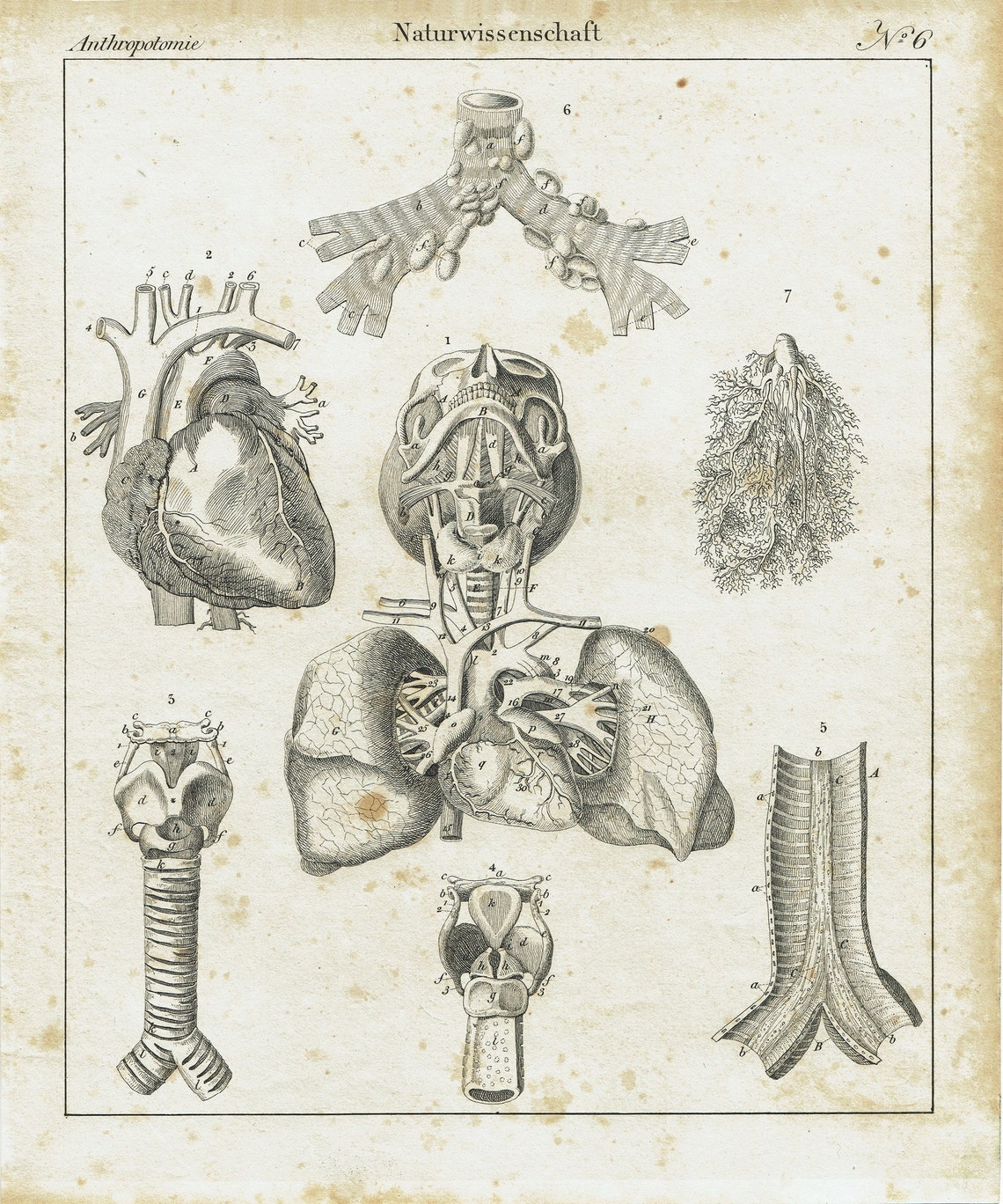 1828 Anatomical Print Antique Human Body Wall Art Vintage Anatomy ...