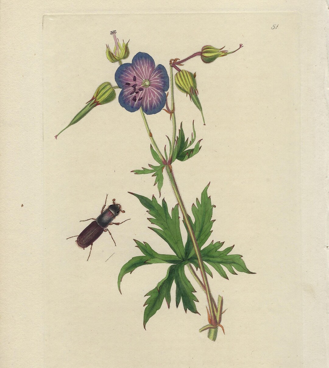 1825 Antique Original Hand Colored Copper Engraving Print - Etsy