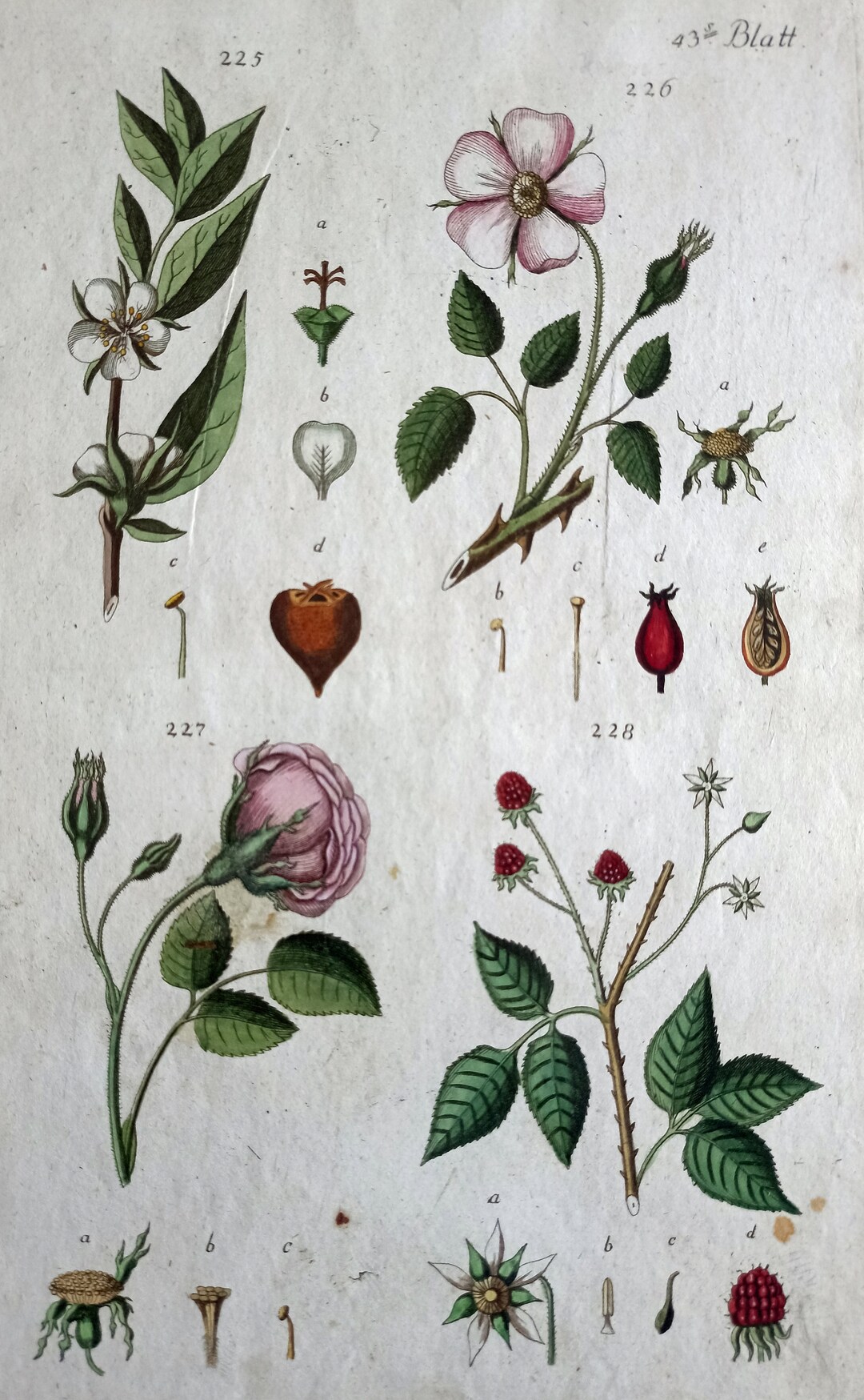 1804, 18th Century Antique Print, Hand Colored German Print, Original ...