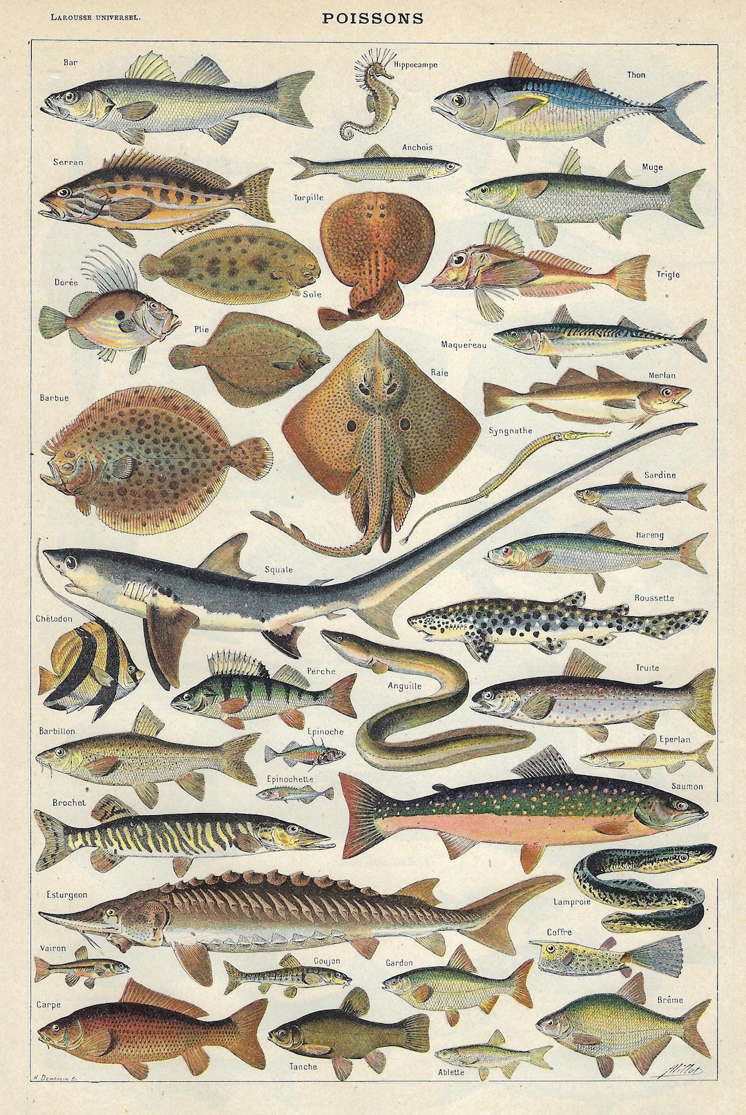 1922 Antique Fish Print Sea Life Wall Art Ocean Life Home Decor ...