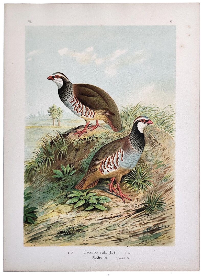 1898 RED-LEGGED PARTRIDGE Print Game Bird Wall Art Vintage Hunting ...