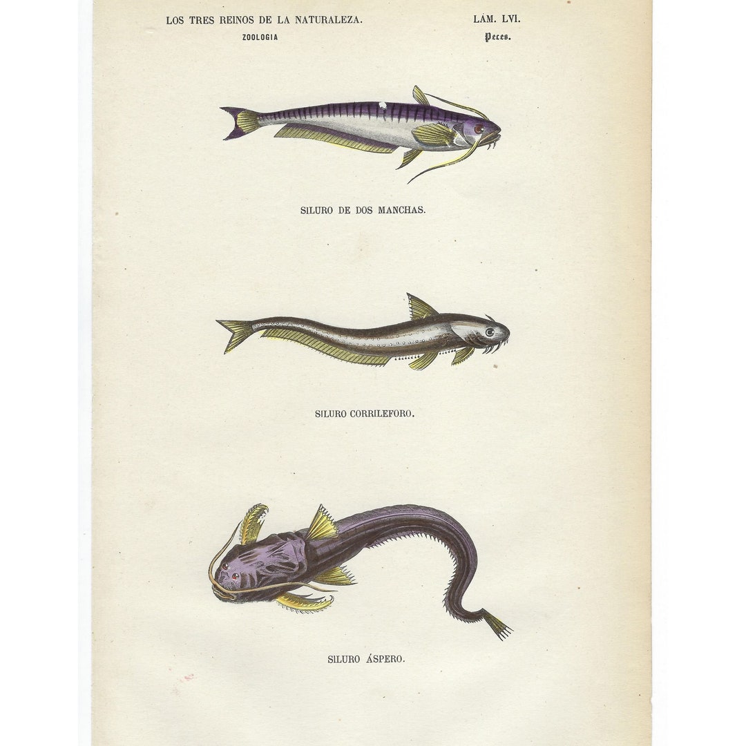 1854 Antique Hand-colored Original Lithograph Print Natural History ...