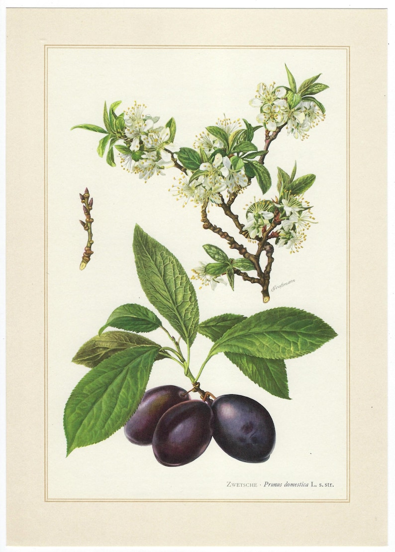 1958 PLUM Print Vintage Botanical Print Plum Tree Wall Art Vintage ...
