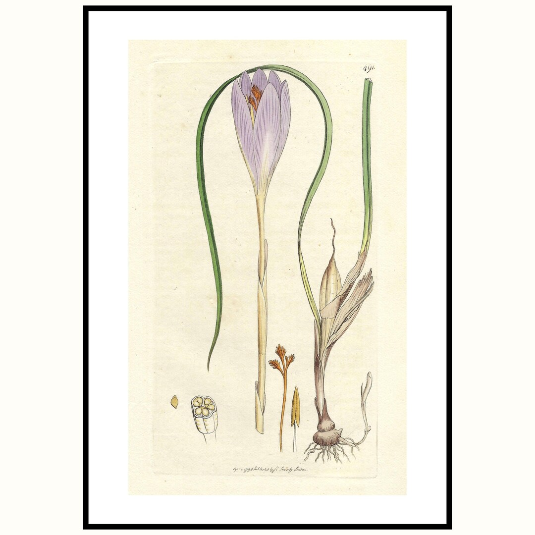 1798 Autumn Crocus Wall Art Antique Botanical Print Flower Home Decor ...