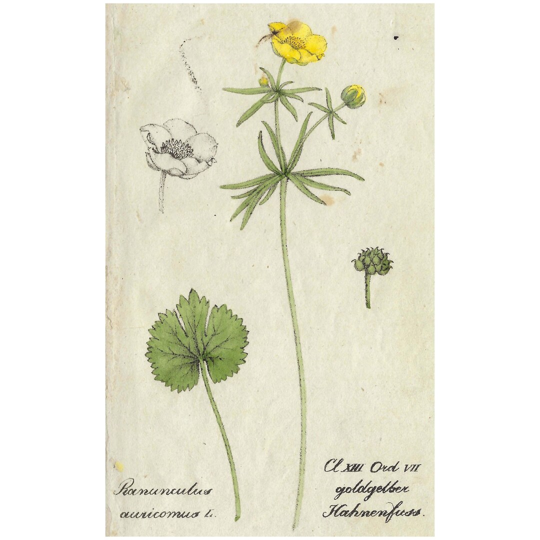 1824 Goldilocks Buttercup Antique Flower Print Hand Colored Vintage ...