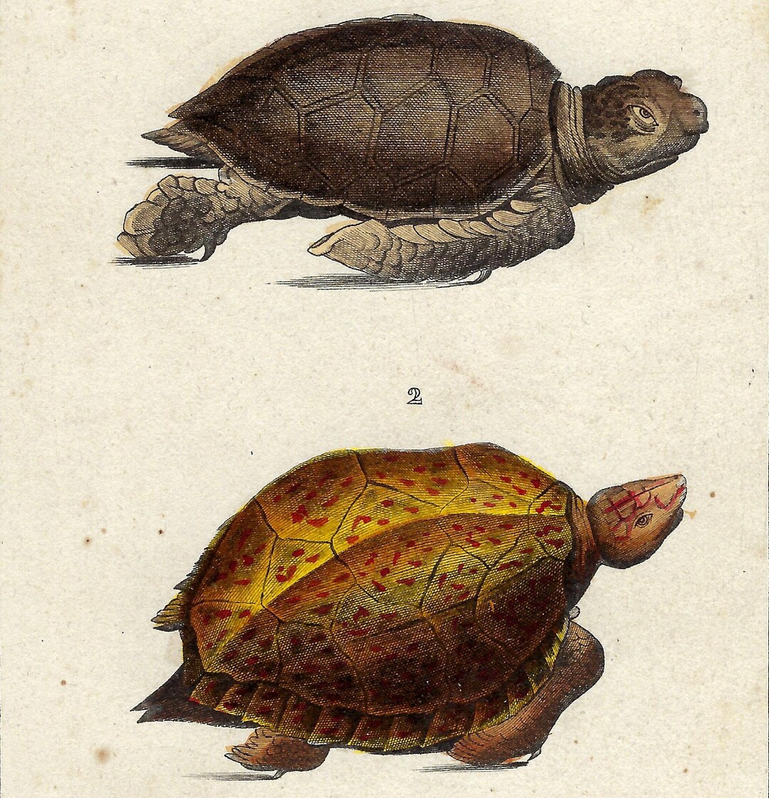 1836 - Antique Sea Turtles Print Vintage French Engraving Turtles Sea ...
