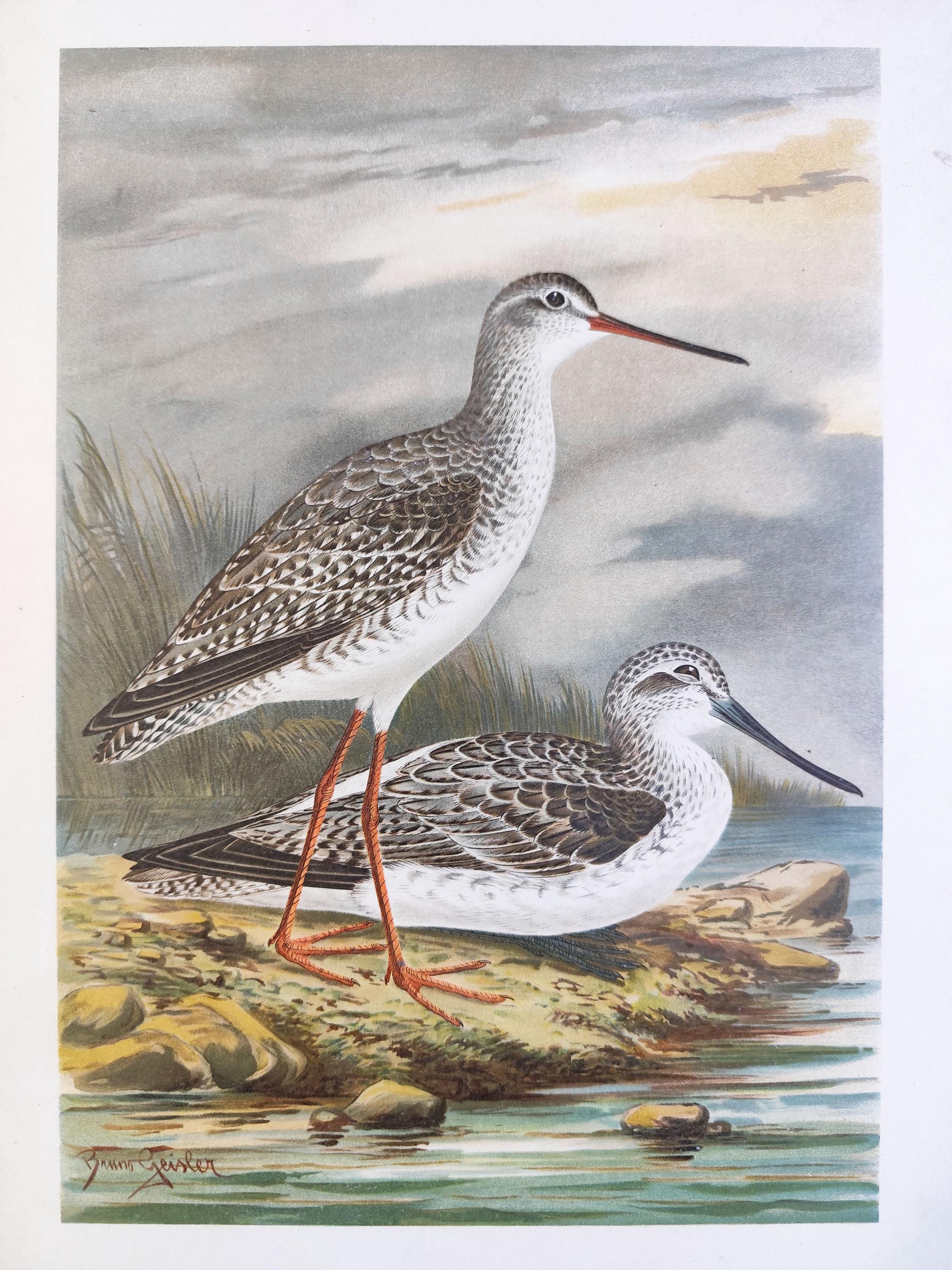 1898 Antique Spotted Redshanks Print Vintage Birdwatcher Gift Aquatic ...