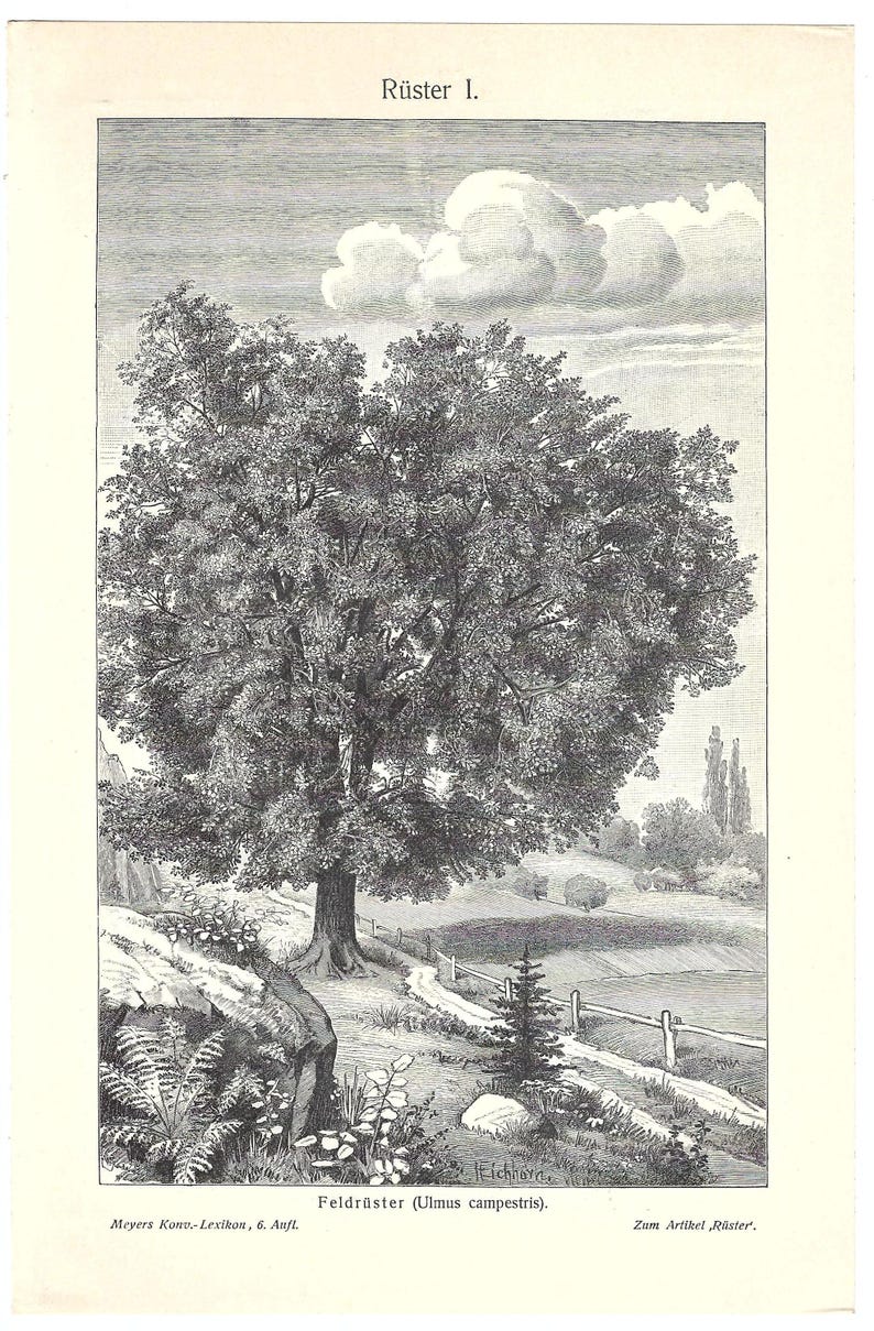 1903 Antique Print of ELM TREE Vintage Botanical Lithograph for Gift ...