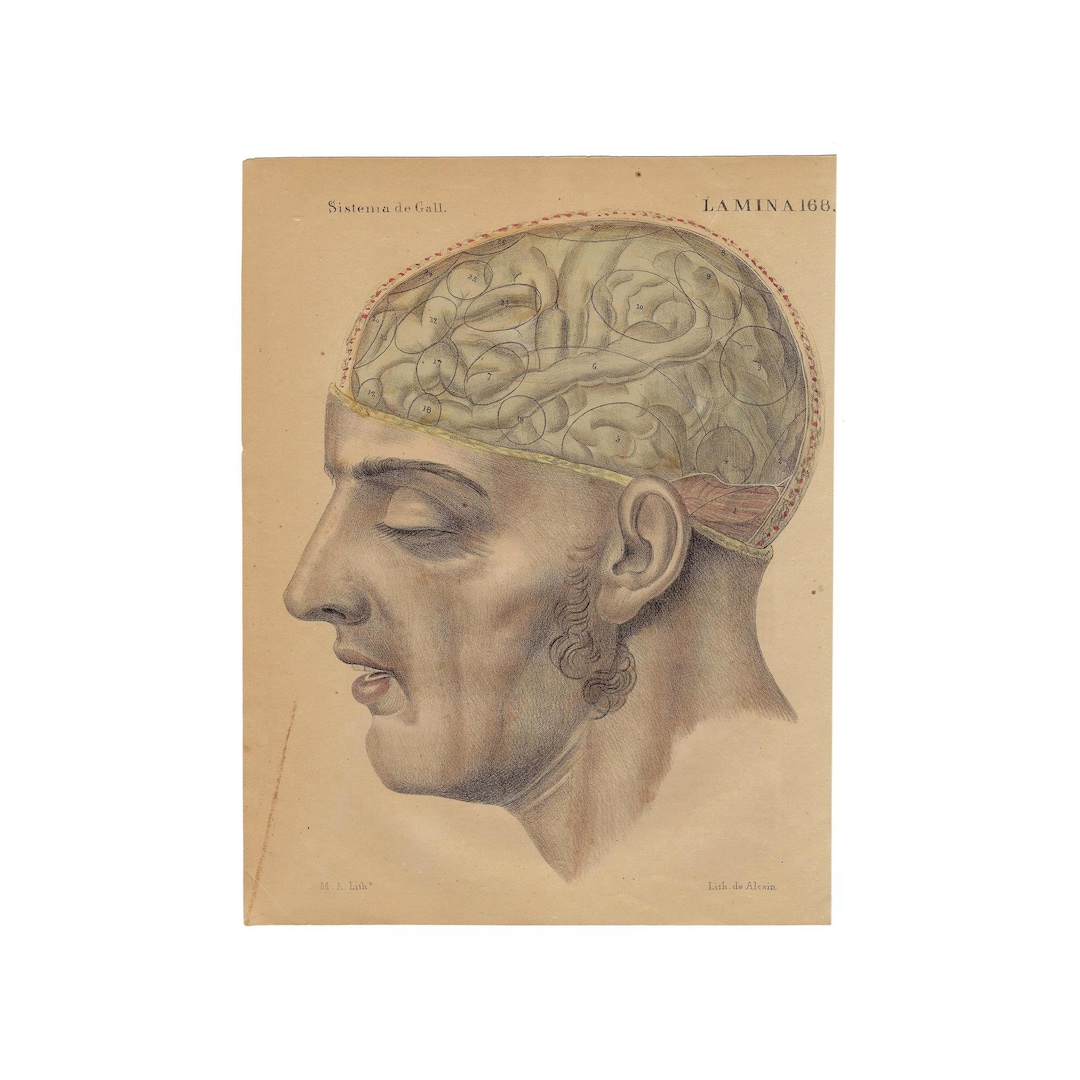 1844 Antique Medicine Lithograph Human Anatomy by M. Alcain Human Body ...