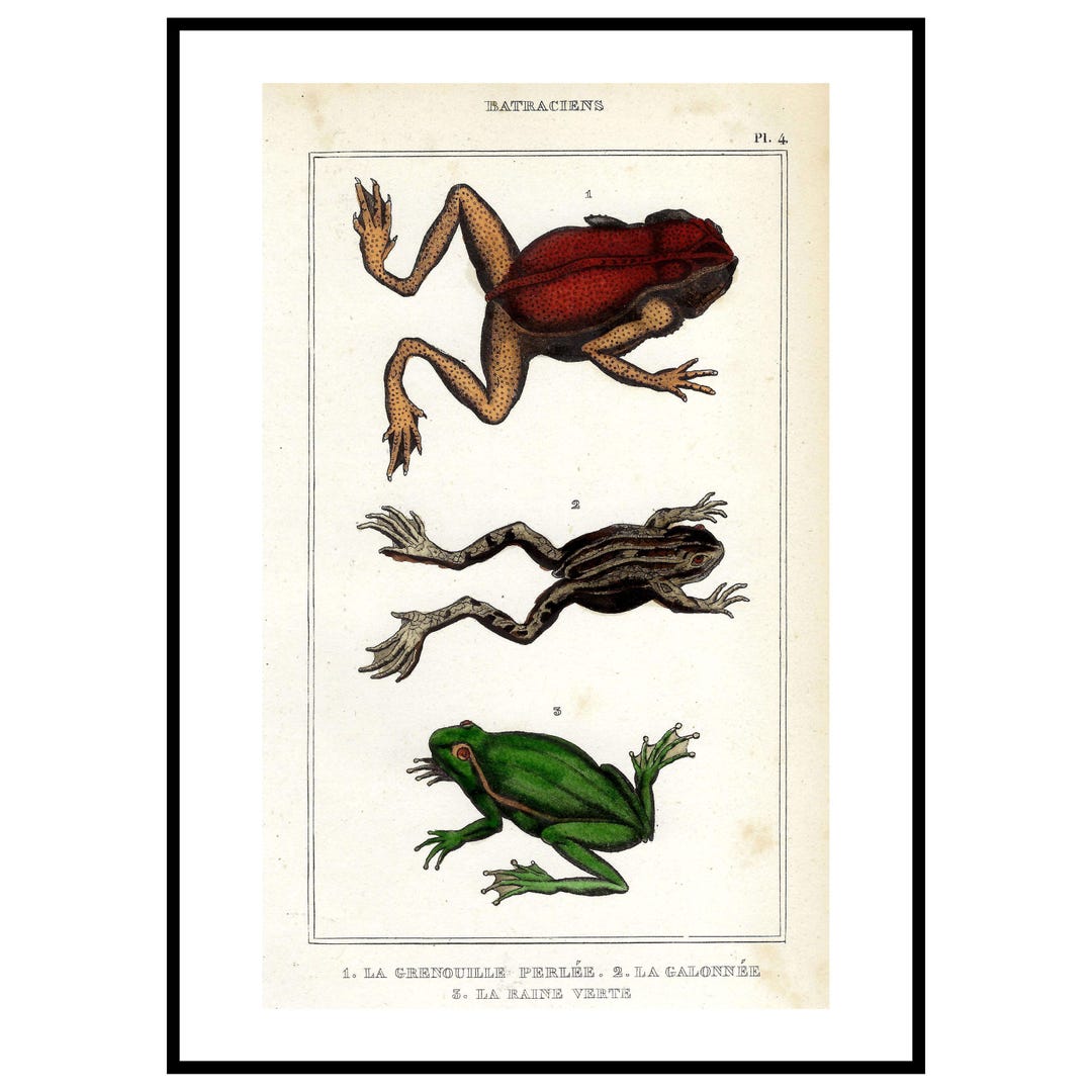 1836 Antique Frogs Print Hand Colored Vintage Amphibians Engraving ...