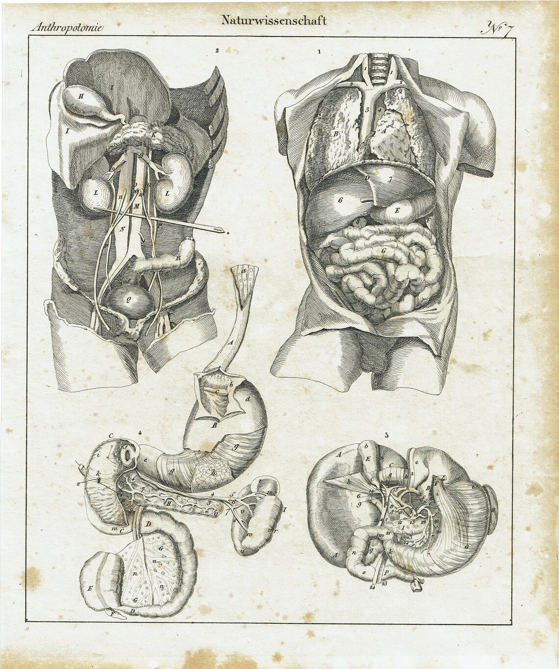 1828 Antique ANATOMY Print. Decorative Anatomy Print. Human Body ...