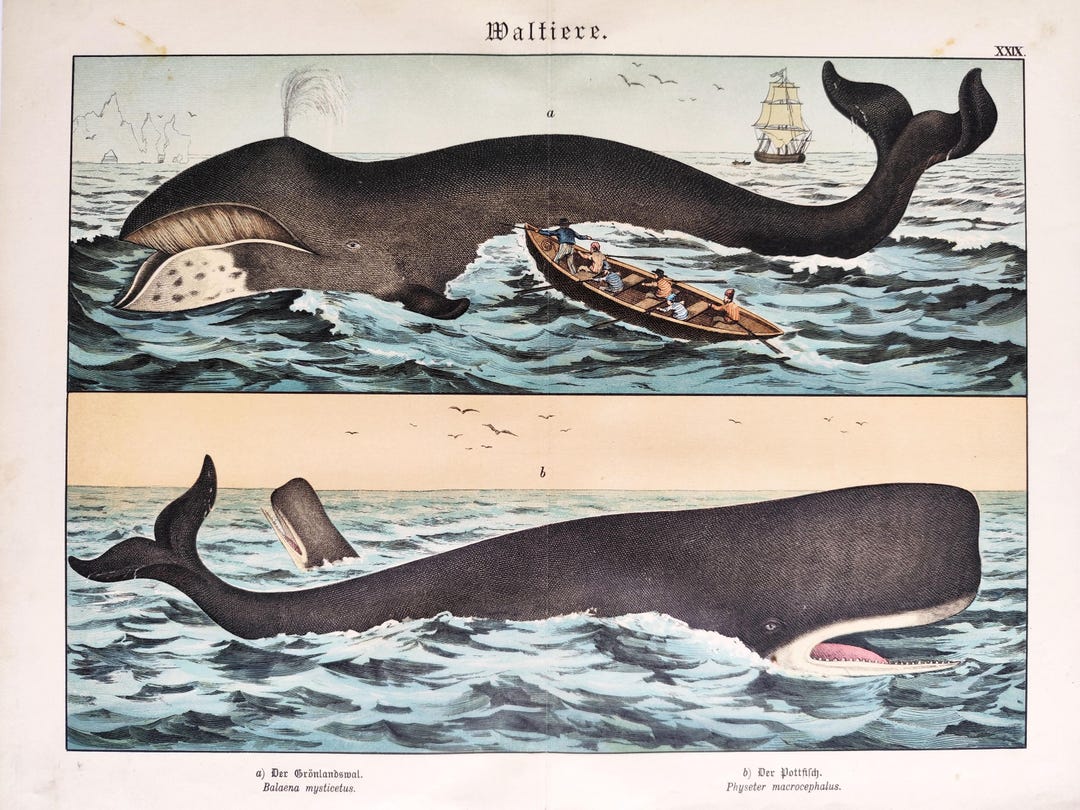 1886 Whales Antique Print Bowhead Whale Print Sea Life Artwork Sperm ...