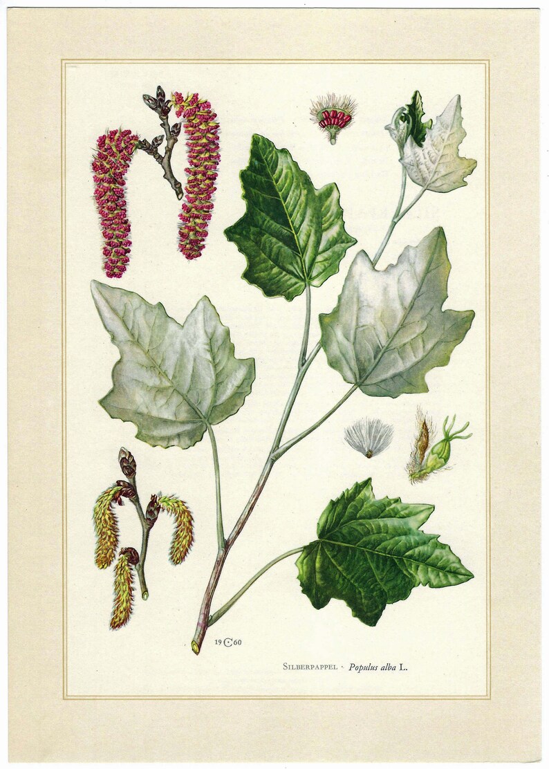 1958 Botanical Print Vintage Flower Art Farming Wall Art Flower Print ...