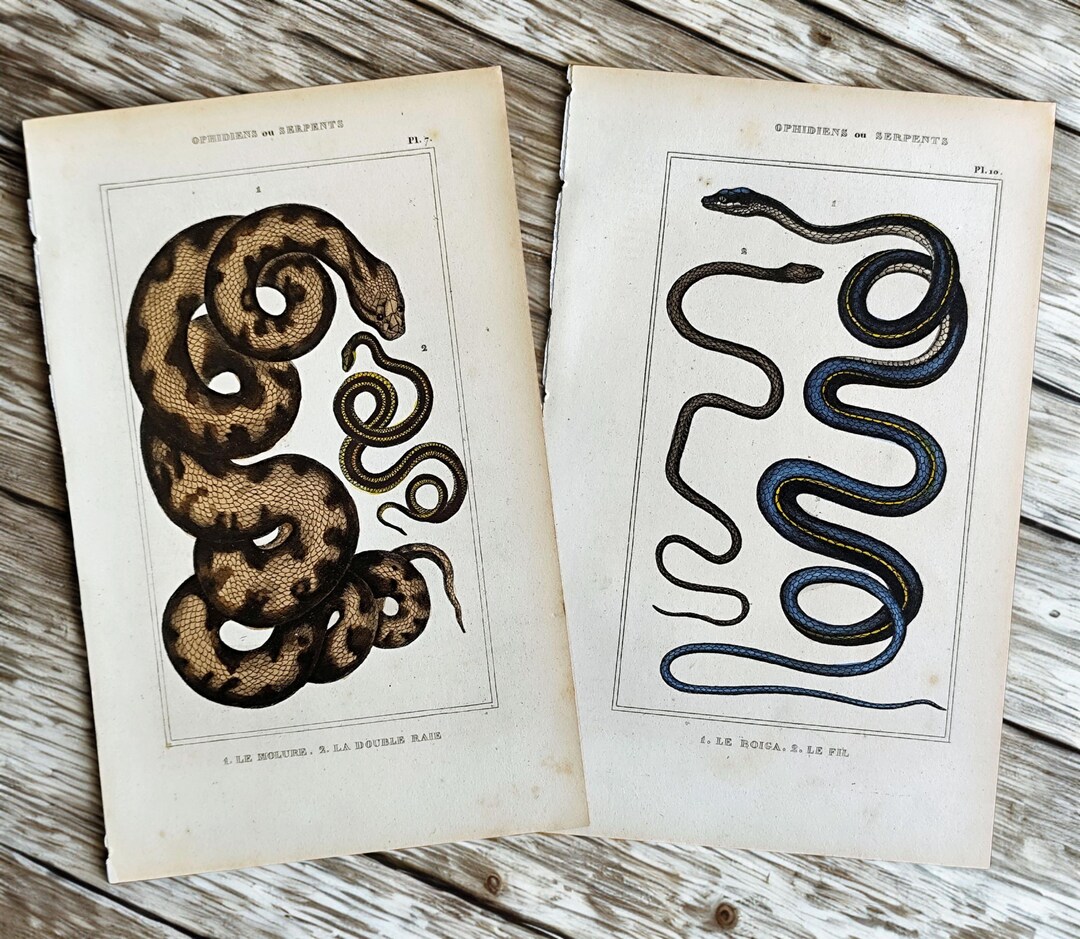 1836 Snake Prints Antique Reptile Wall Art Vintage Reptile Hobbyist ...