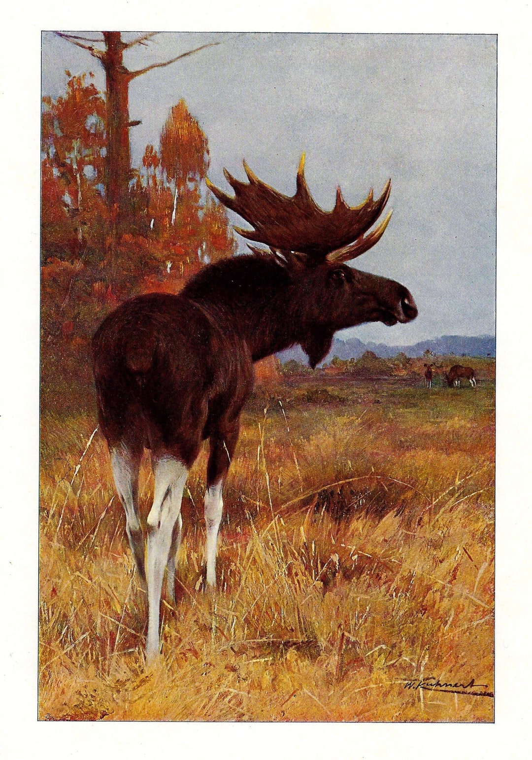 MOOSE Antique Print From 1901 ELK Print Friedrich Wilhelm Kuhnert Color ...