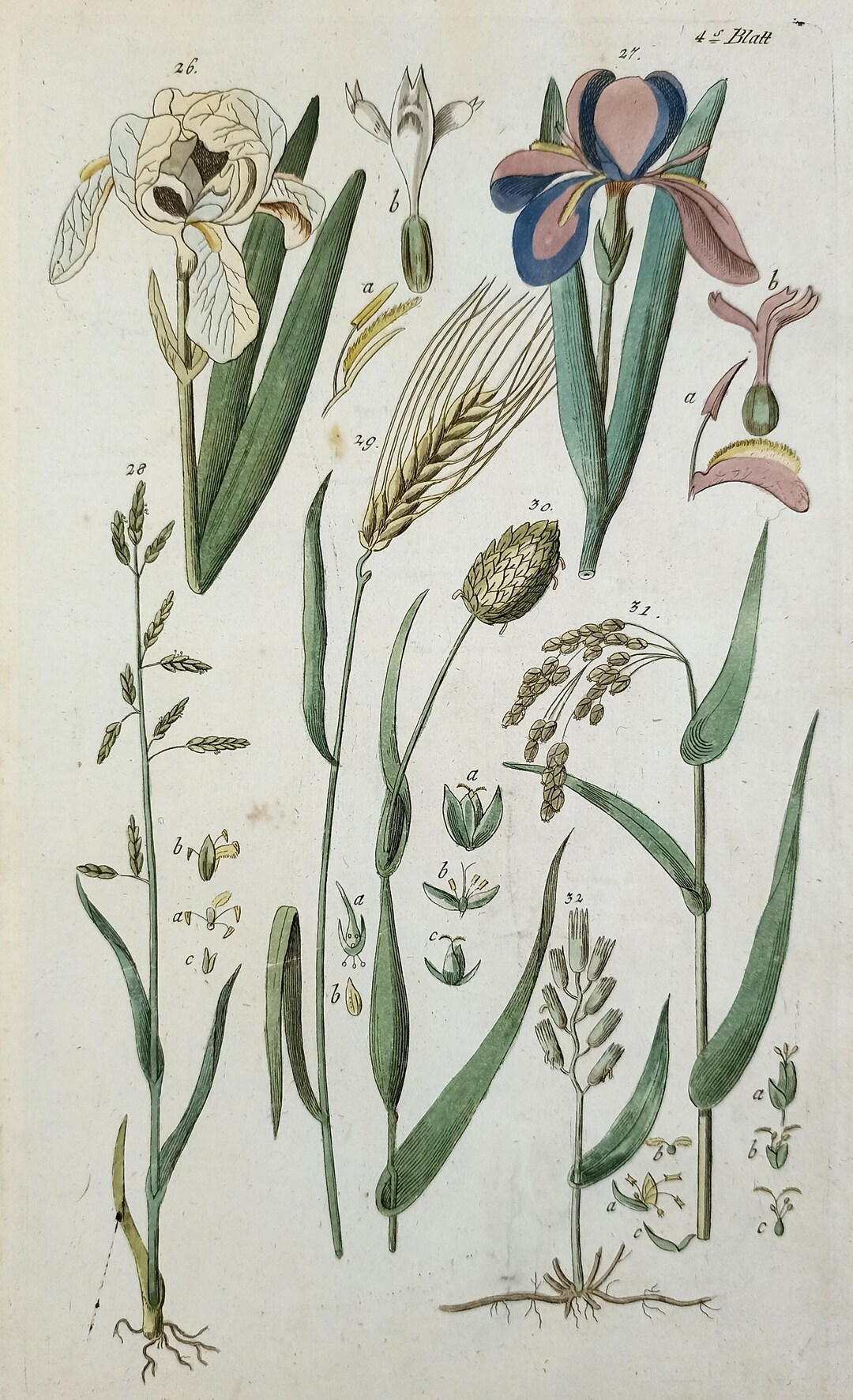 1804 BOTANY, Hand Colored Antique Engraving, Original Wall Art, 19th ...