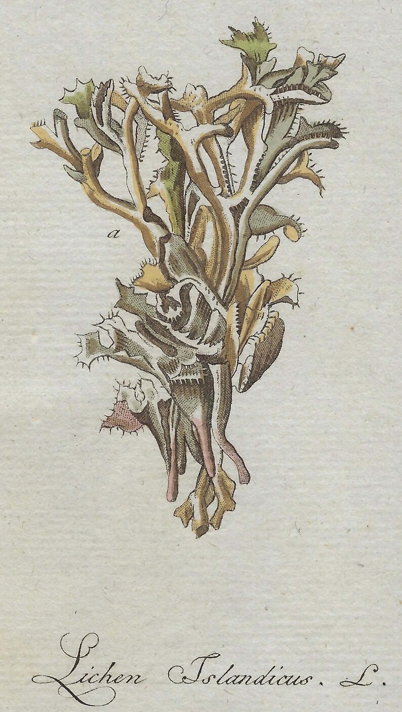 1796 Lichen Print Antique Botanical Engraving Hand Colored Botany Print ...