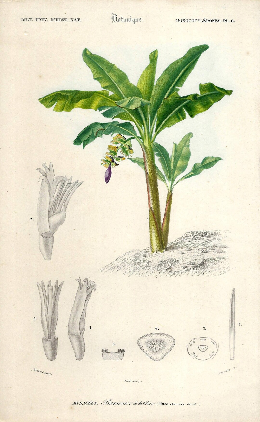 1849 CAVENDISH BANANAS Engraving. Original Antique Print. Botanical ...