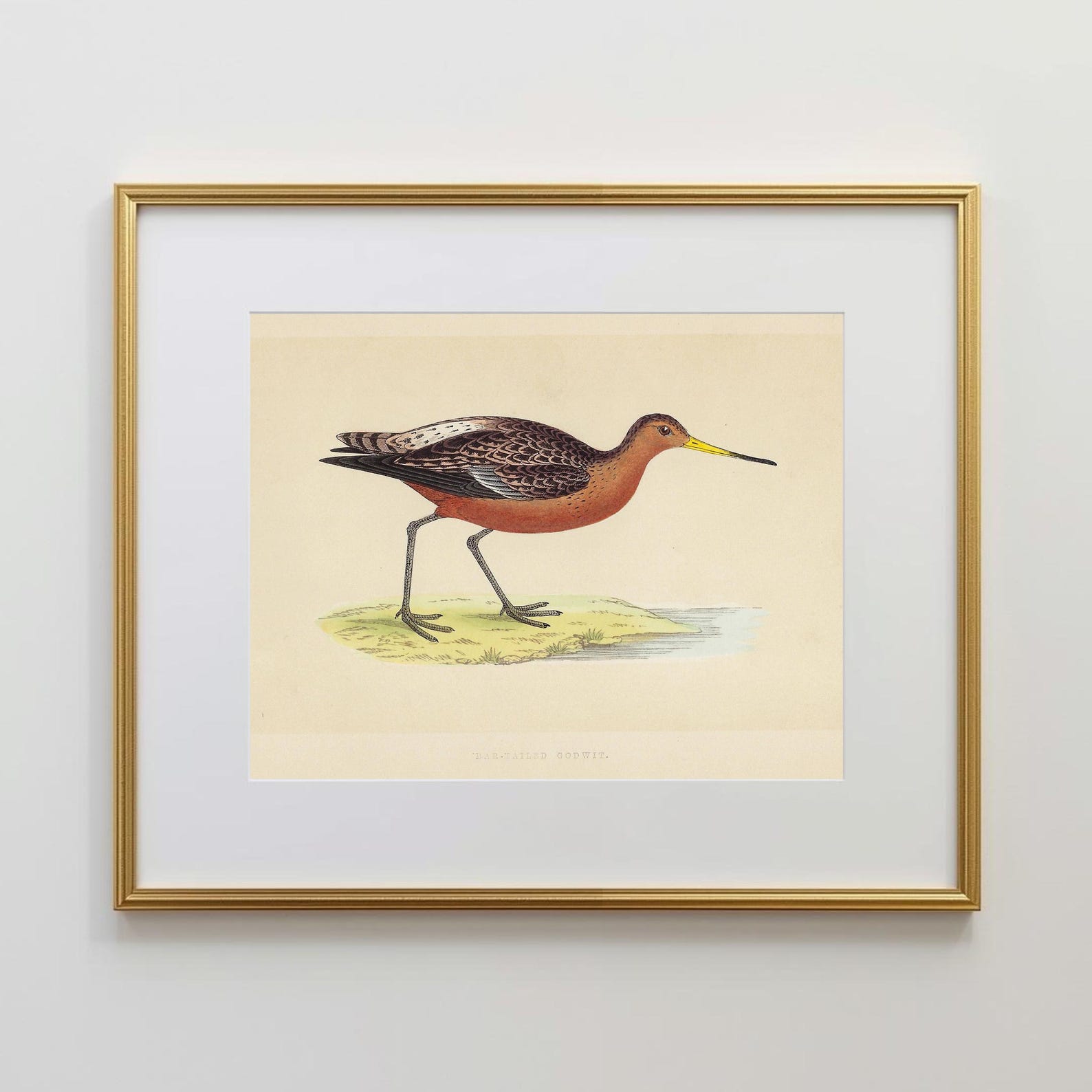 1862 Antique Bar-tailed Godwit Print Birdwatcher Home Decor Hand ...