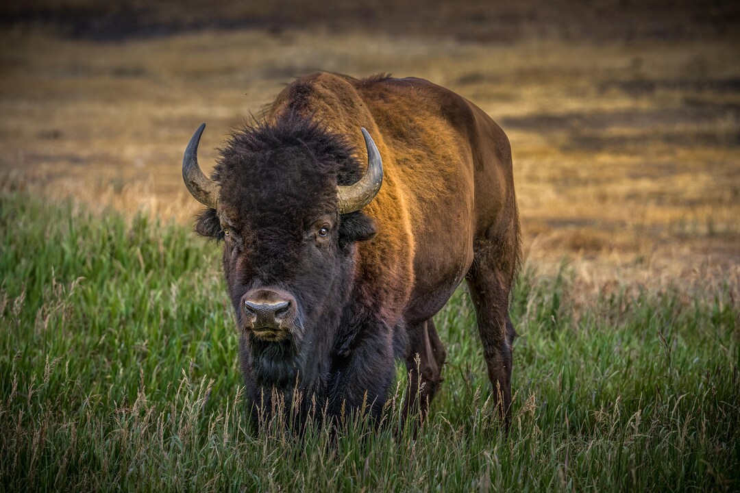 In the Footsteps of Giants: My Teton Bison Encounter" American Bison ...