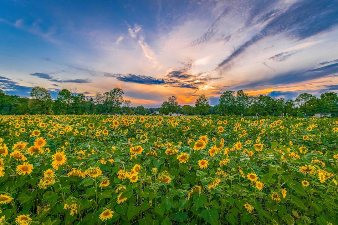 Sunny Yellow Sun Flower Fields Golden Hour /canvas/metal/ Artwork/farm ...